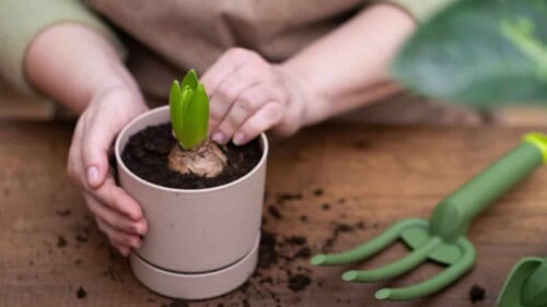 How to Plant, Grow, and Care for Hyacinth (Complete Guide)
