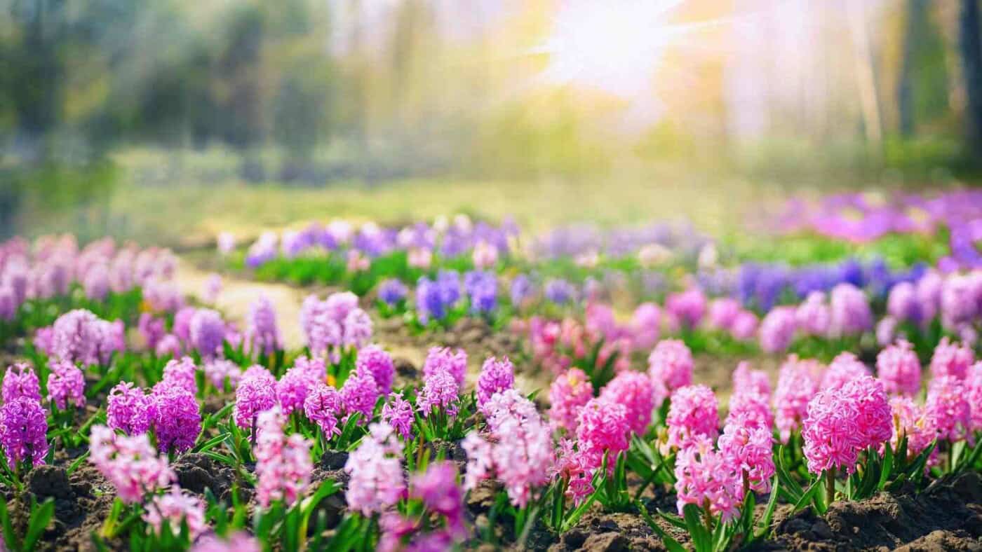 How to Plant, Grow, and Care for Hyacinth (Complete Guide)