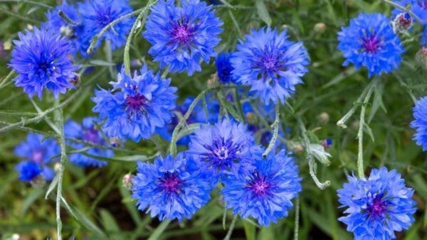 How to Grow and Care for Cornflower (Bachelor Buttons)