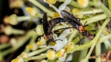 Love Bugs: What are They and How to Get Rid of Them?
