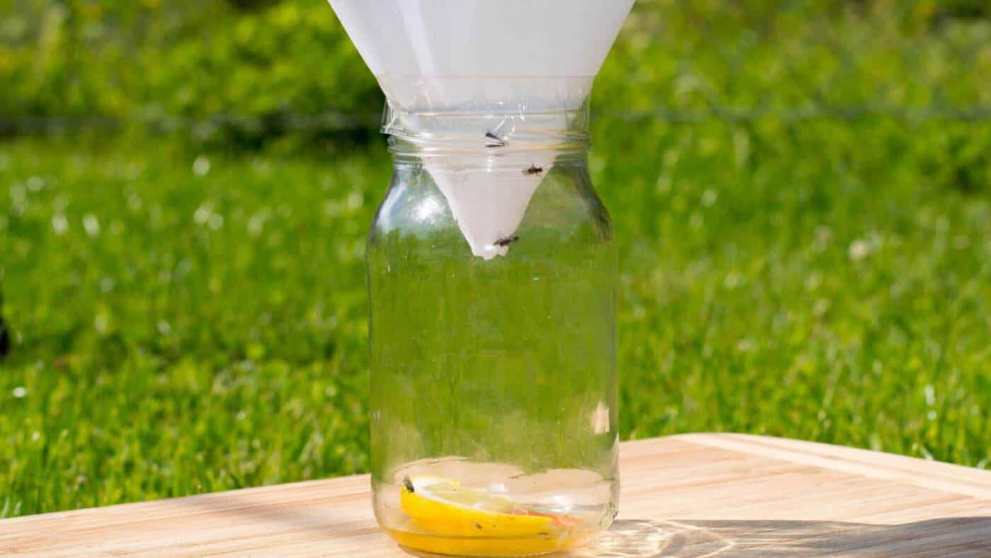How to Make and Use DIY Fruit Fly Traps for Effective Control
