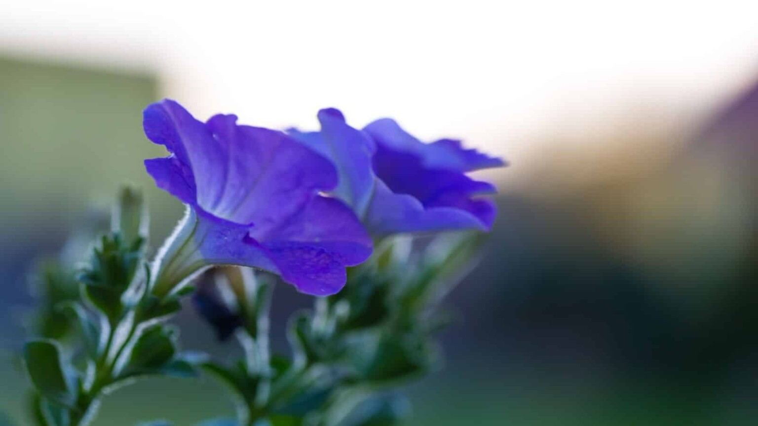 13 Enchanting Baby Blue Flowers for Your Garden