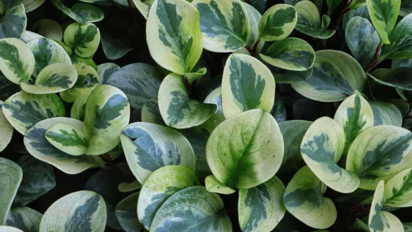 Peperomia Plants: Complete Plant Care and Growing Guide