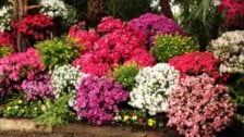 Azalea Guide: How to Plant, Grow, and Care for Azaleas