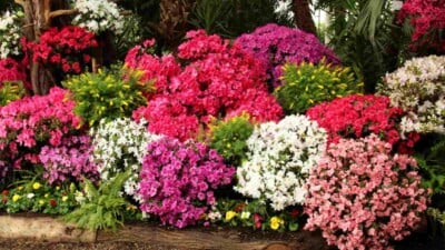 Azalea Guide: How to Plant, Grow, and Care for Azaleas