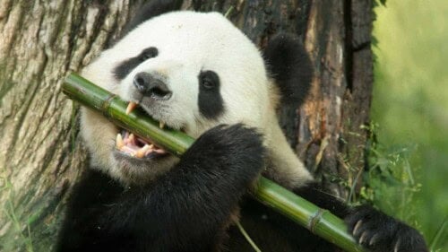 Feeding Frenzy: 10 Animals with the Largest Appetites