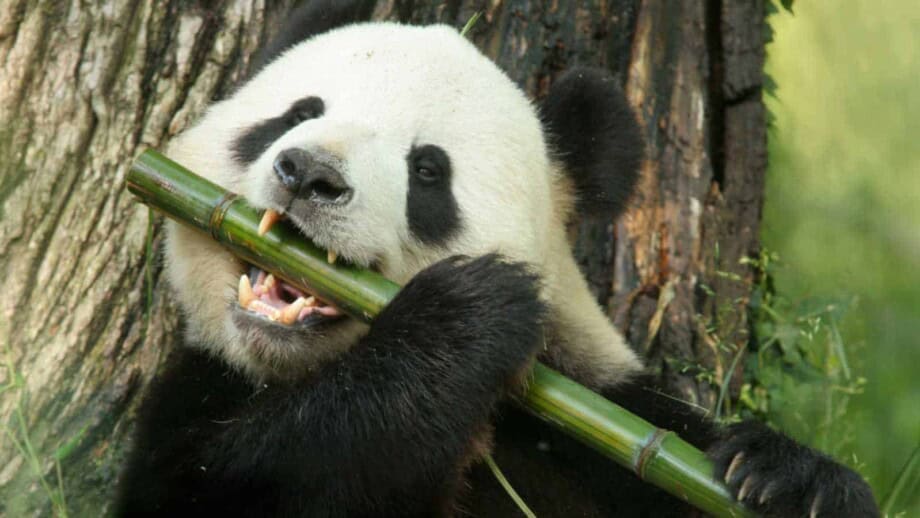 Feeding Frenzy: 10 Animals with the Largest Appetites