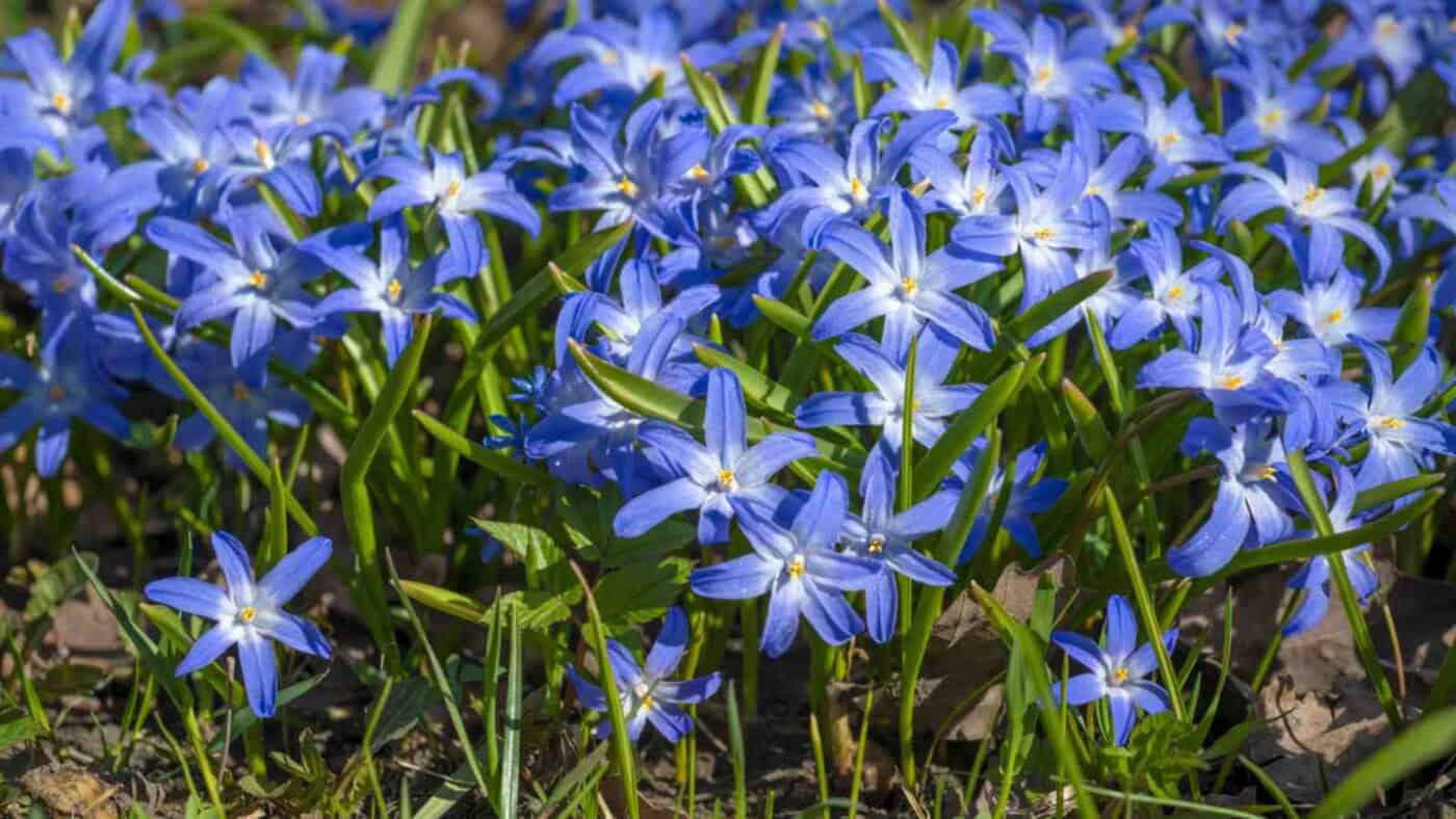 13 Enchanting Baby Blue Flowers for Your Garden