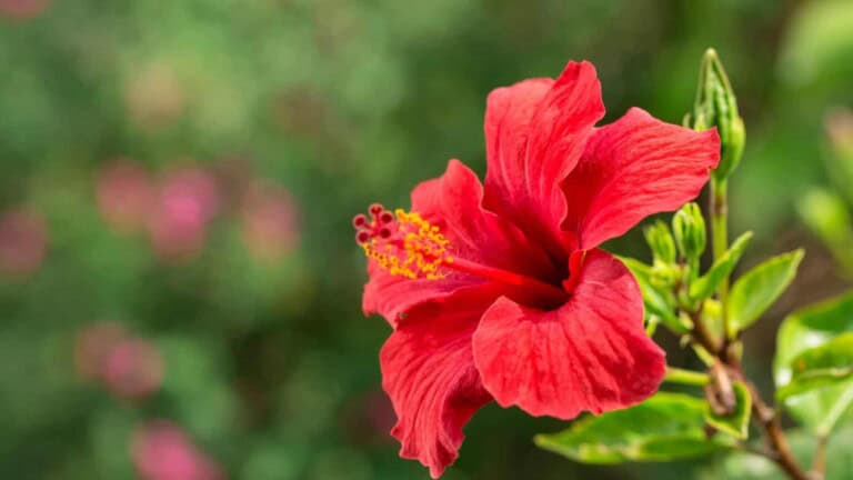 Hibiscus Guide: How to Plant, Grow, and Care for Hibiscus