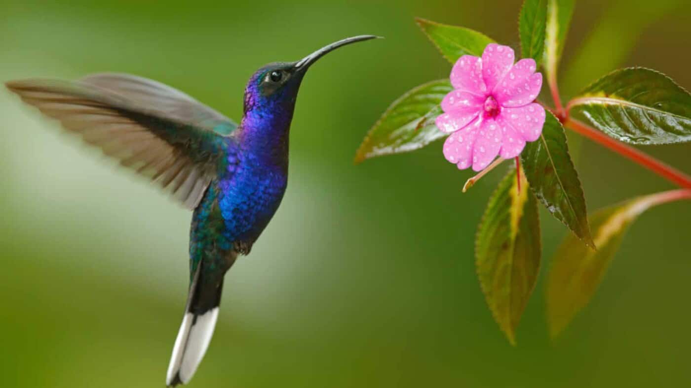 Feeding Frenzy: 10 Animals with the Largest Appetites