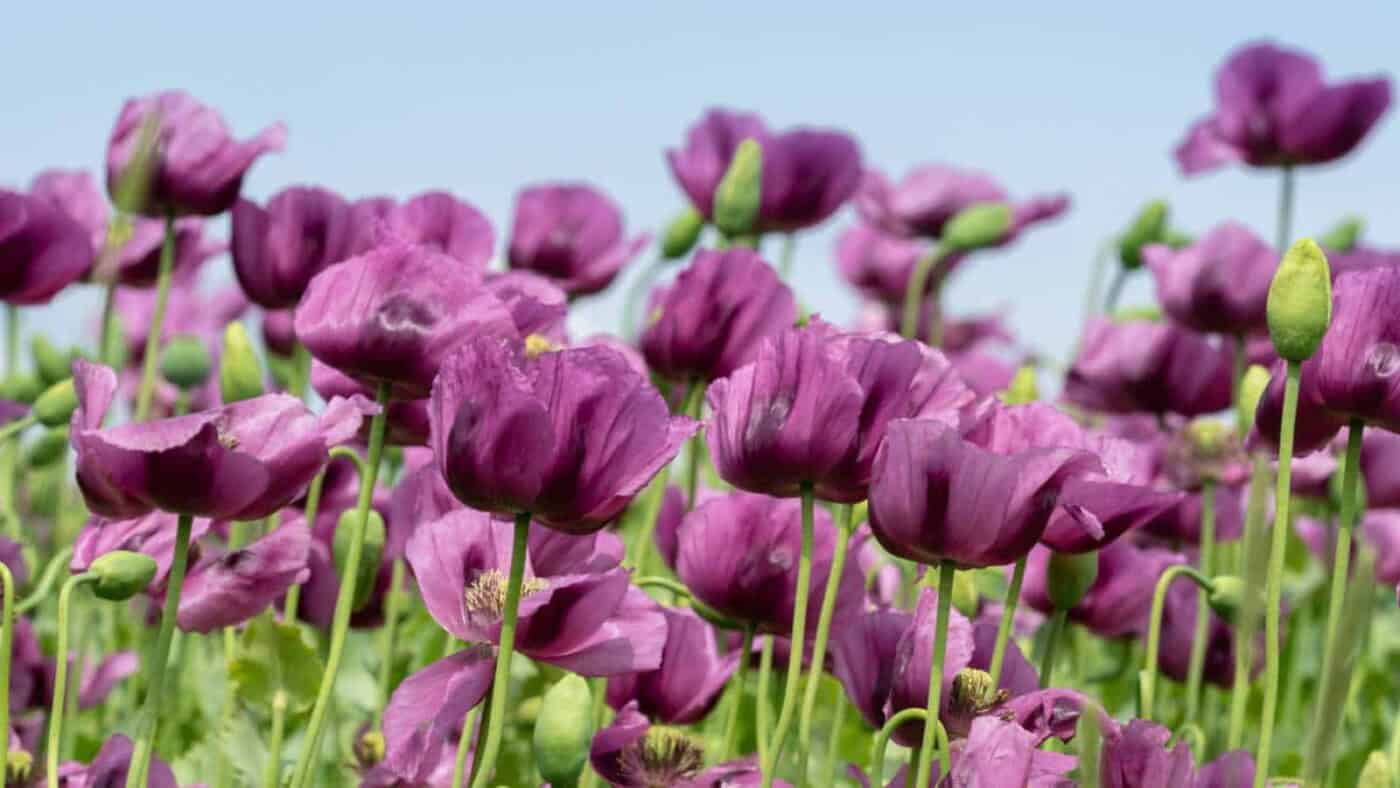 Sow and Grow: The 12 Simplest Flowers for Seed Starting