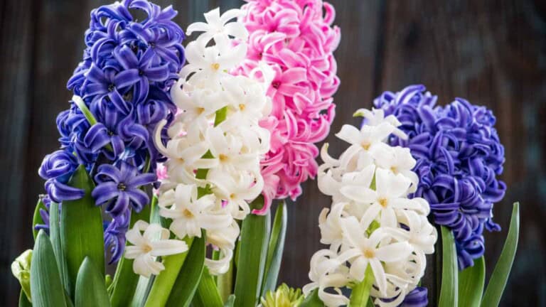 How to Plant, Grow, and Care for Hyacinth (Complete Guide)