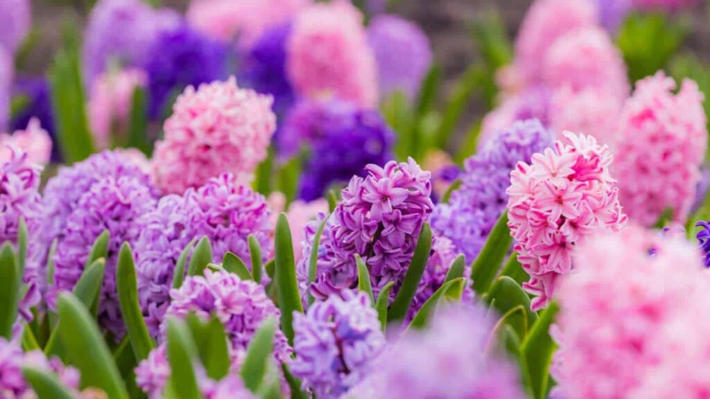 How to Plant, Grow, and Care for Hyacinth (Complete Guide)