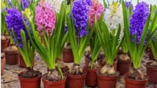 How to Plant, Grow, and Care for Hyacinth (Complete Guide)