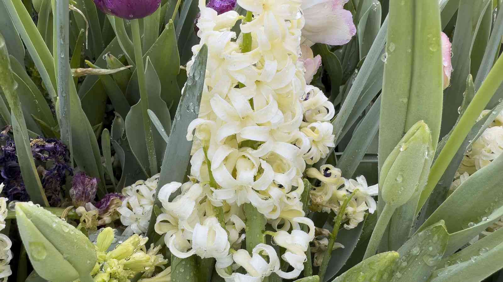 How to Plant, Grow, and Care for Hyacinth (Complete Guide)