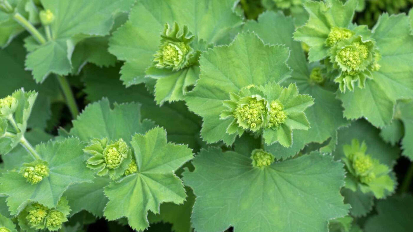 15 Plants That Shine in Winter Landscapes - Cold Weather Plants