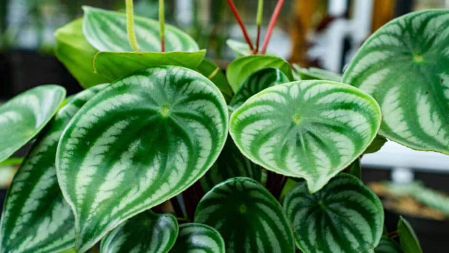 Peperomia Plants: Complete Plant Care and Growing Guide