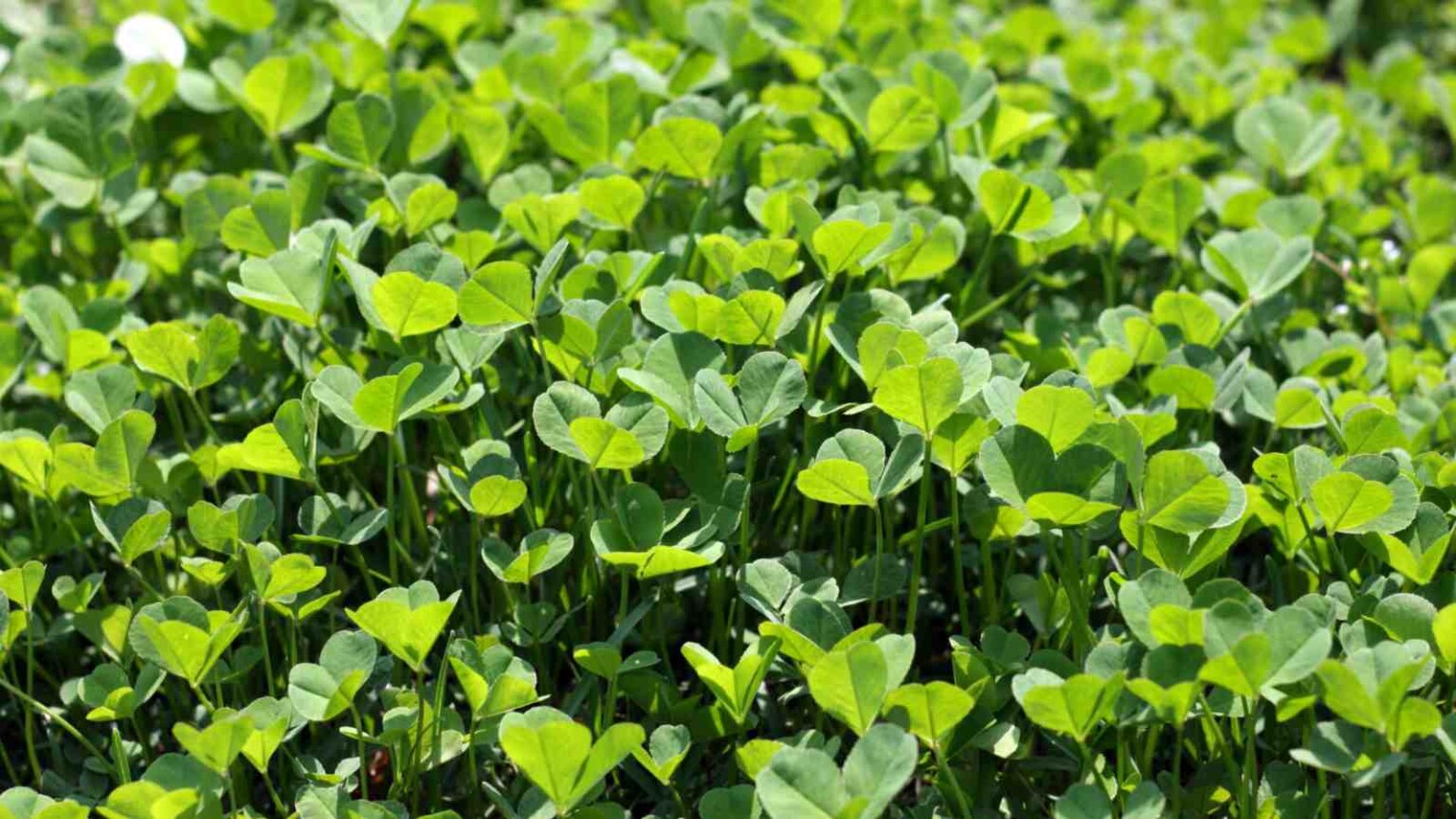 10 Reasons Why Clover Lawns are a Game-Changer for Your Yard