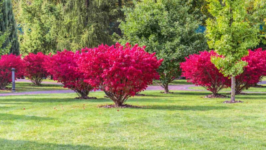 How to Grow and Care for Burning Bush (Eunymus alatus)