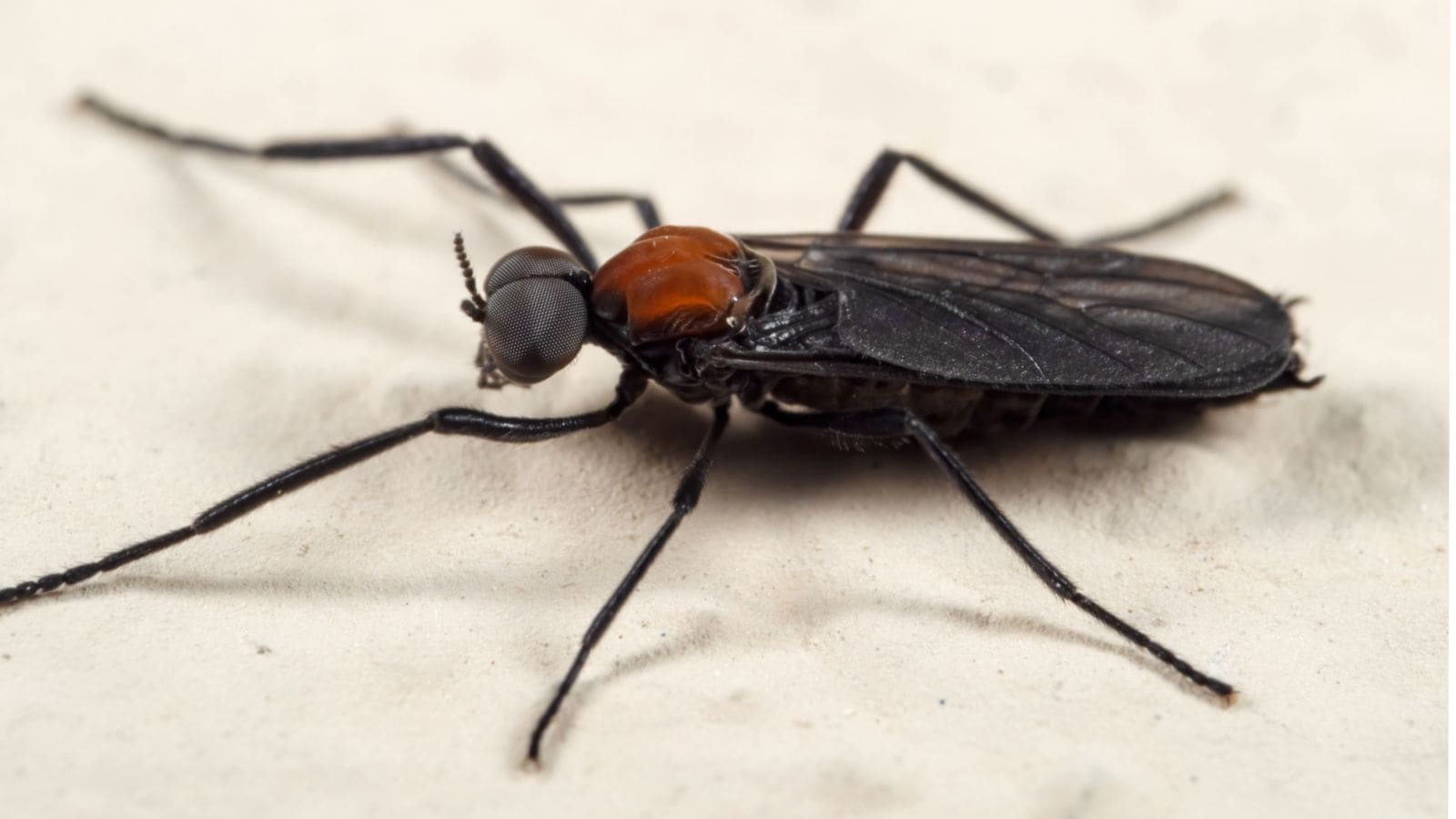 Love Bugs: What are They and How to Get Rid of Them?