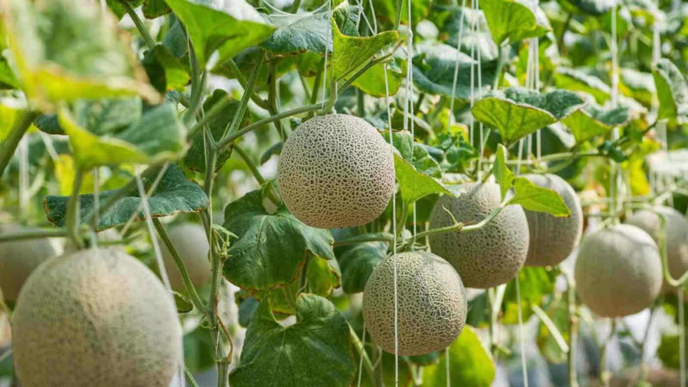 15 Edible Vines That Thrive in Containers & Small Spaces