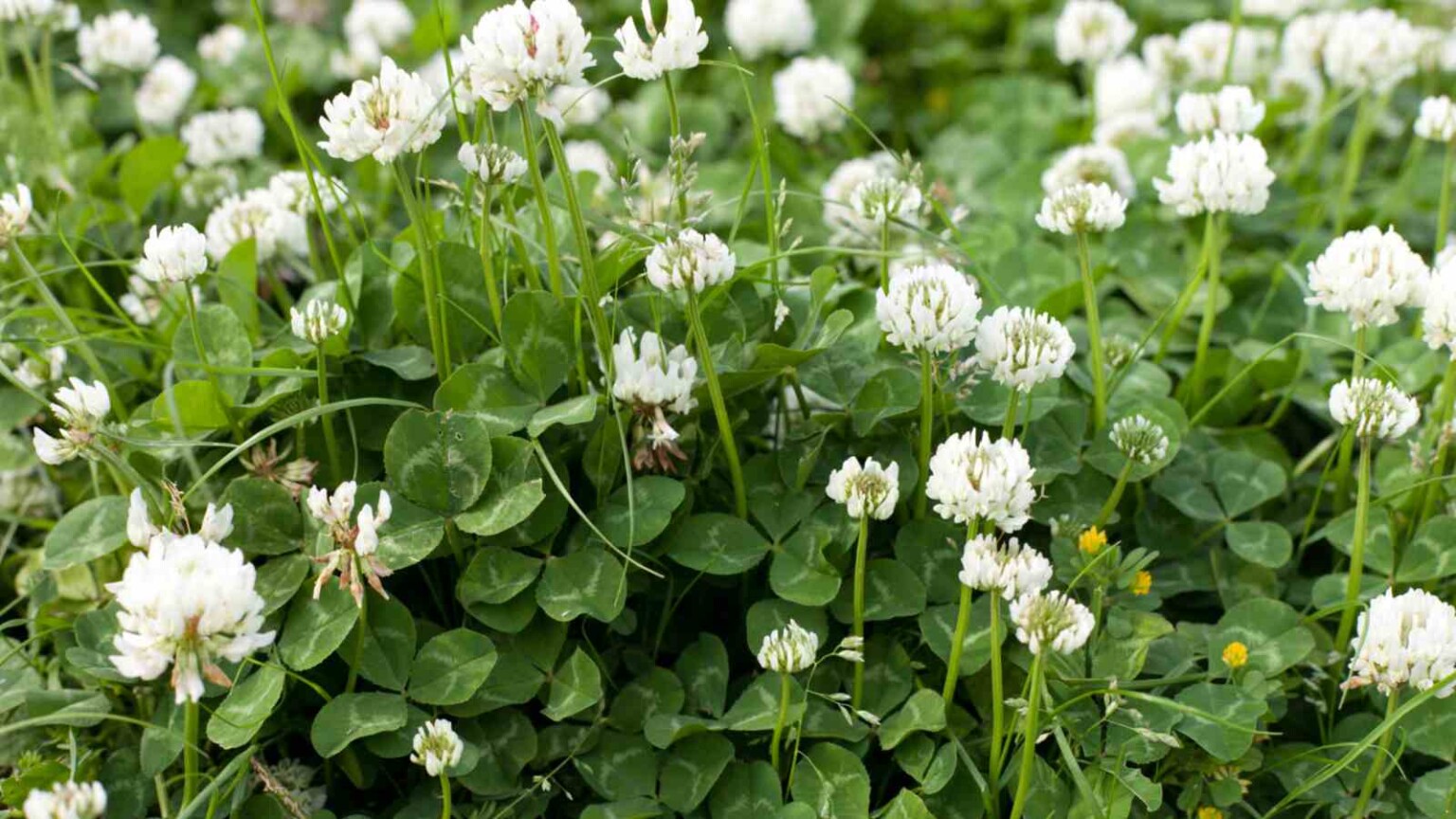 10 Reasons Why Clover Lawns are a Game-Changer for Your Yard