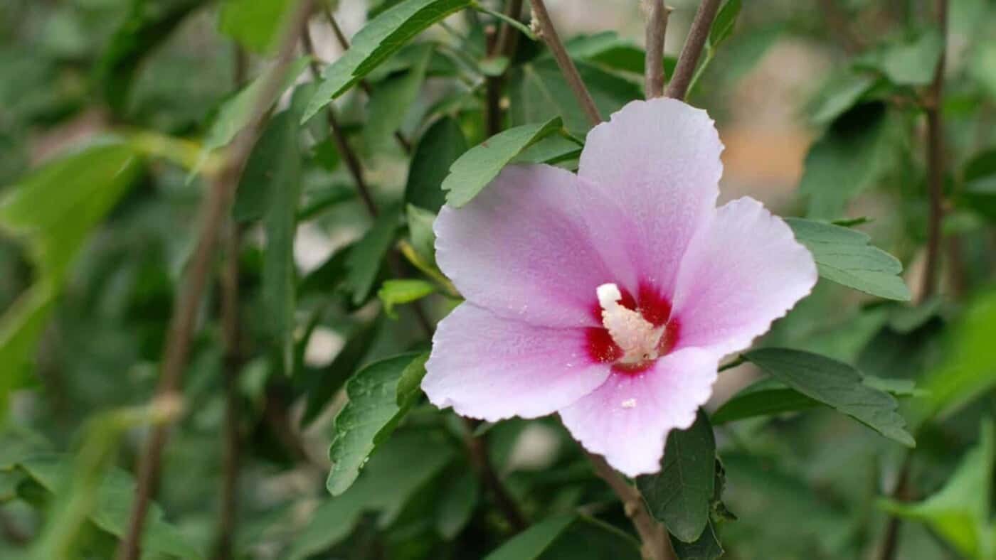 Rose of Sharon: Complete Plant Care and Growing Guide