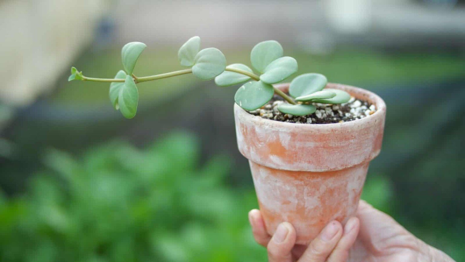 Peperomia Plants: Complete Plant Care and Growing Guide