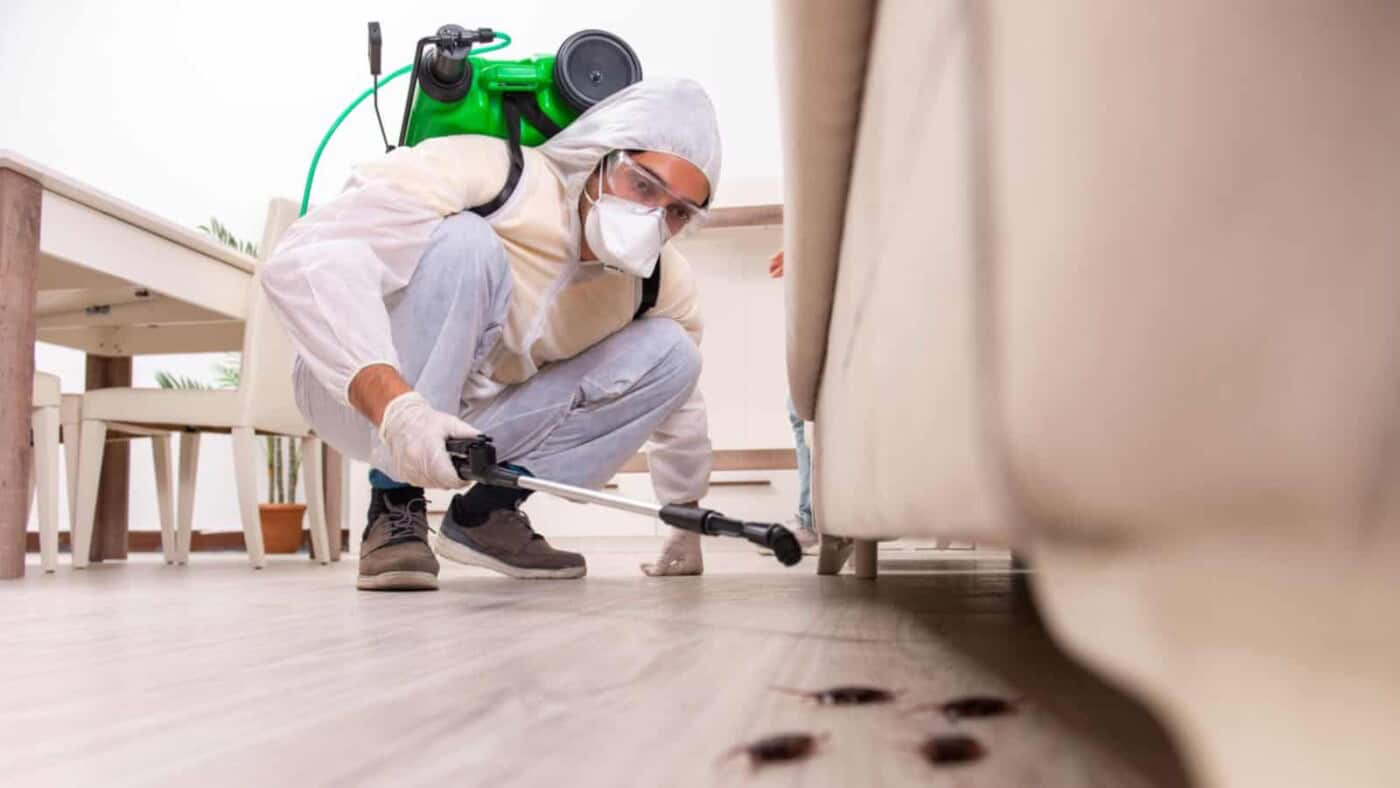 Are Roach Bombs Worth Using? What are the Common Problems?