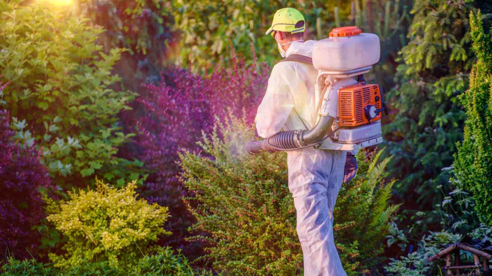 Love Bugs: What are They and How to Get Rid of Them?