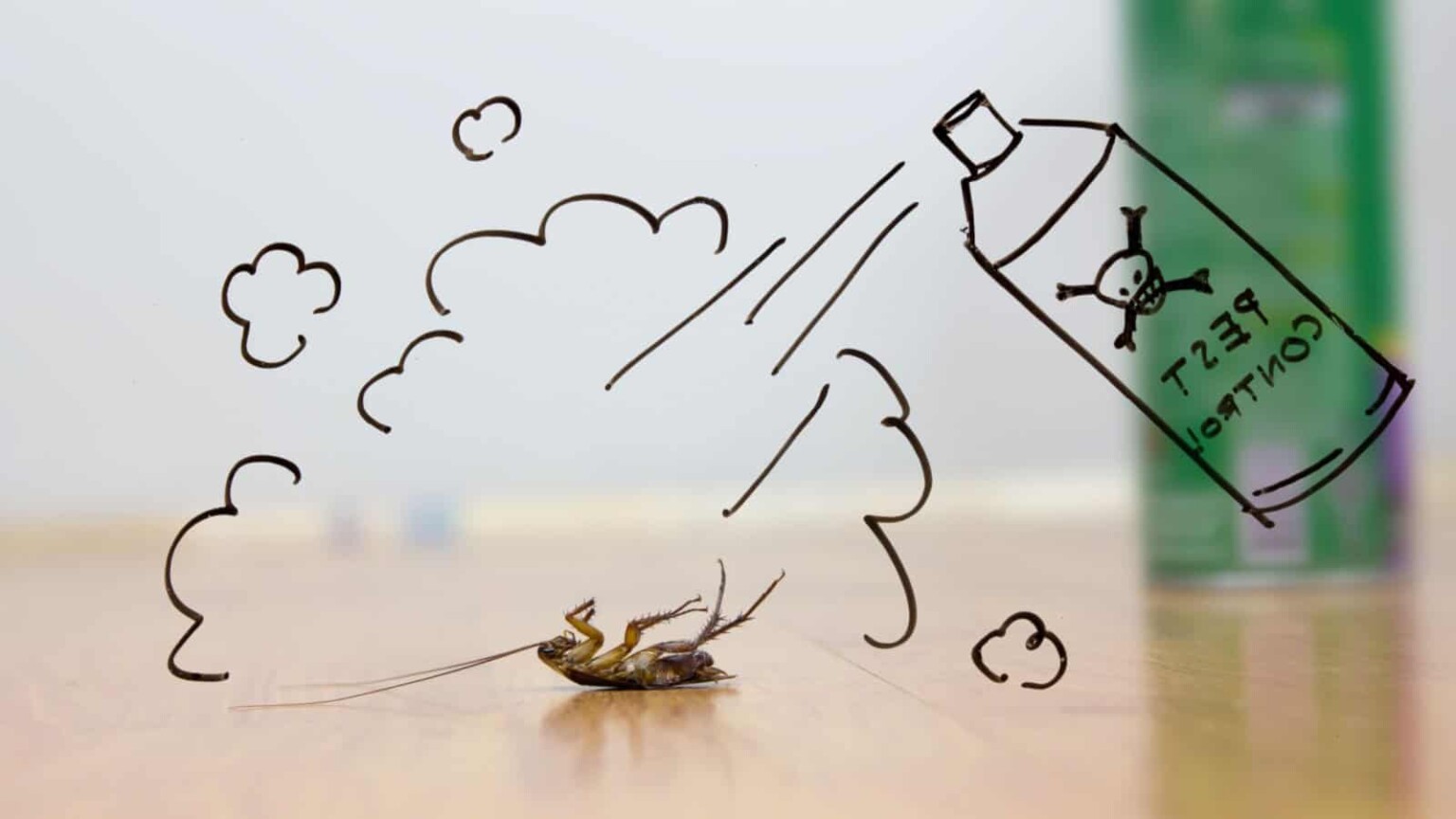 Are Roach Bombs Worth Using? What are the Common Problems?