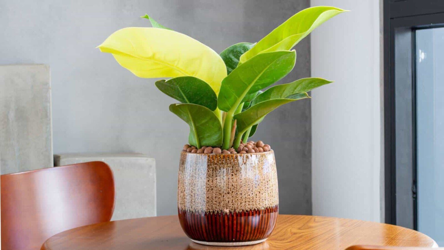 29 Best Desk Plants for Your Office (Low-Maintenance Plants)