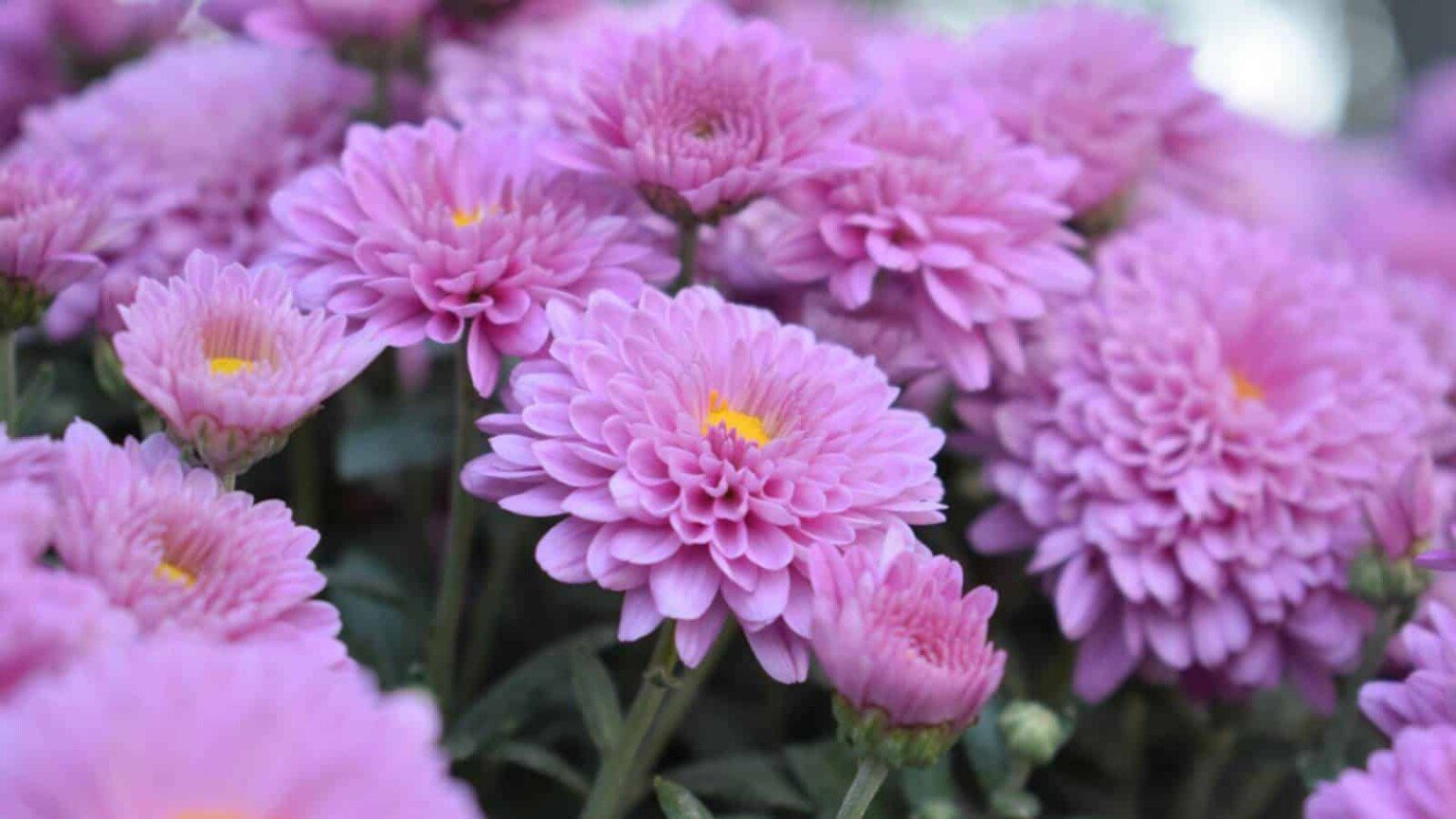 Chrysanthemum Guide: How to Plant, Grow, and Care for Mums