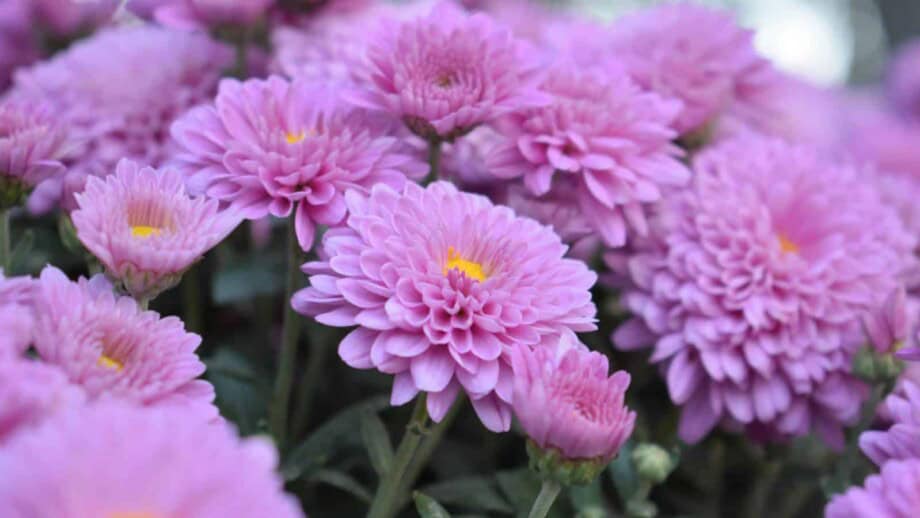 Chrysanthemum Guide: How to Plant, Grow, and Care for Mums