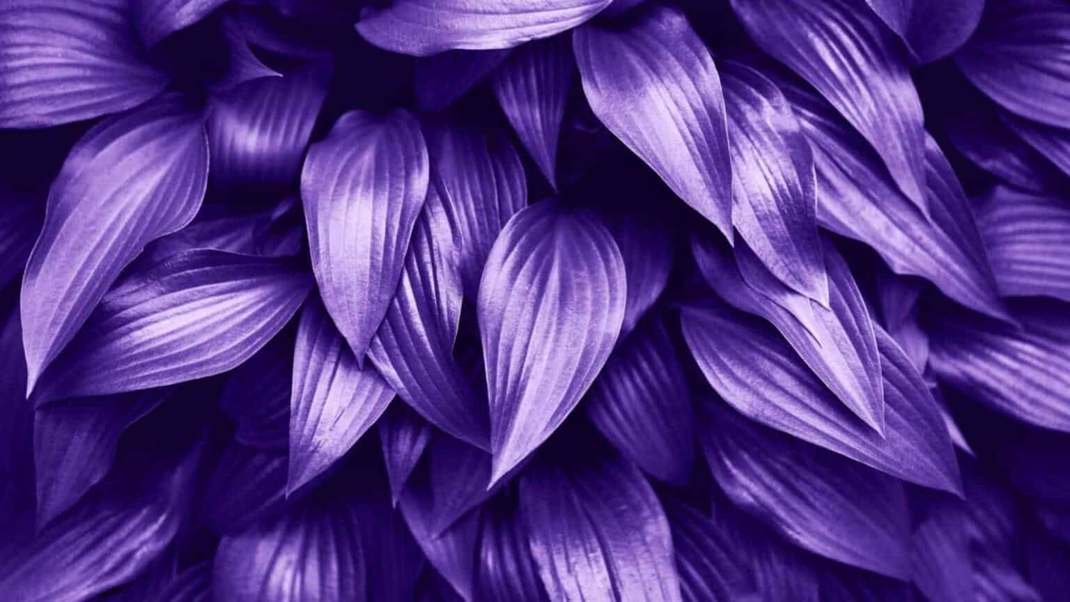 Purple Elegance - Outdoor Plants With Purple Leaves