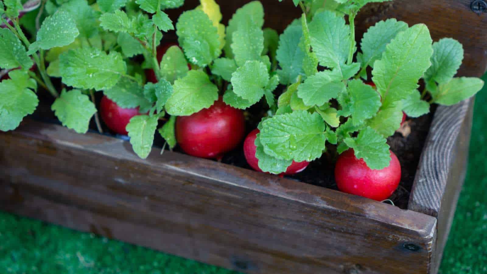 From Patio to Plate: The Best Vegetables to Grow in Containers