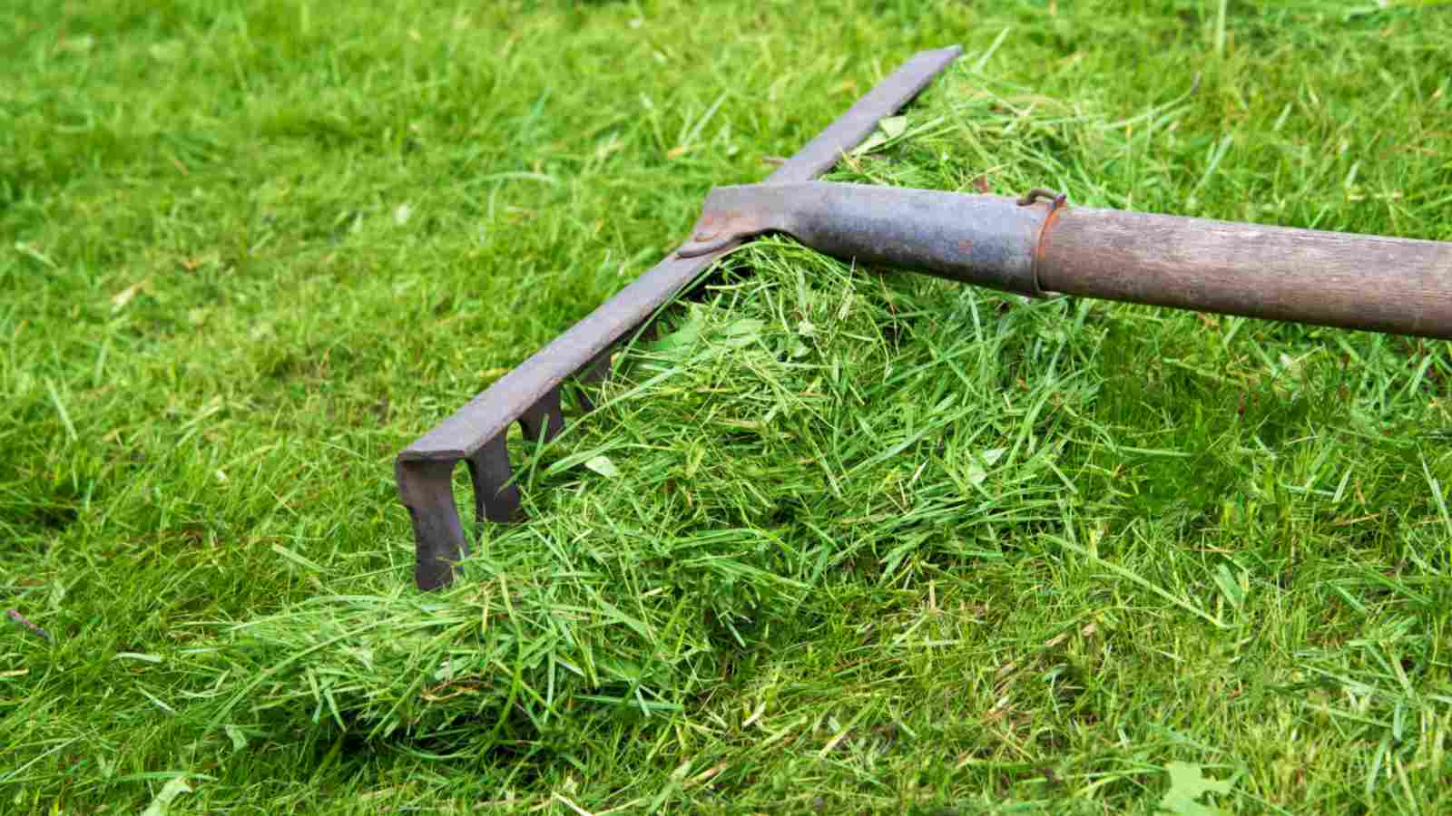 Love Bugs: What are They and How to Get Rid of Them?