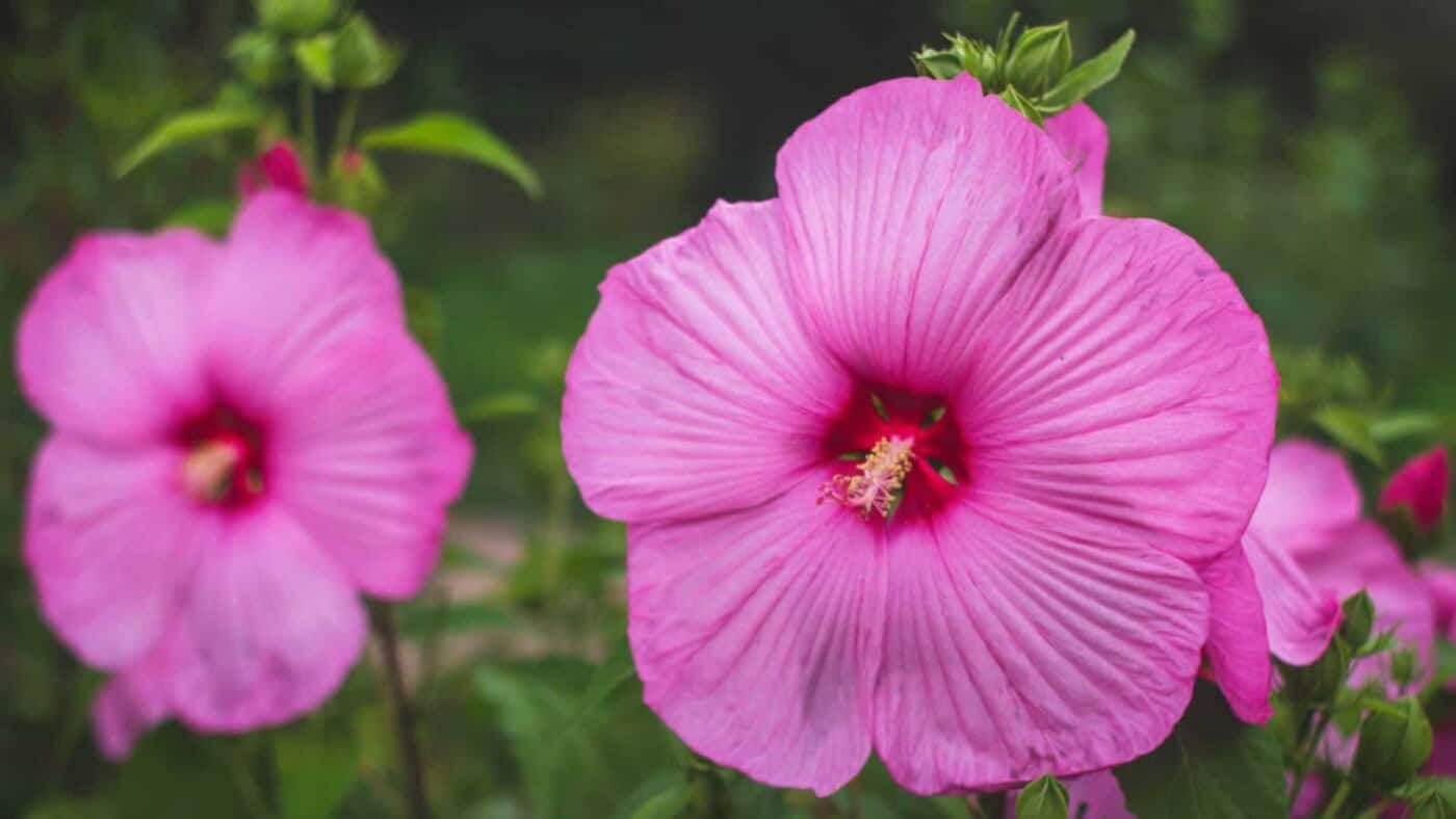 Hibiscus Guide: How to Plant, Grow, and Care for Hibiscus