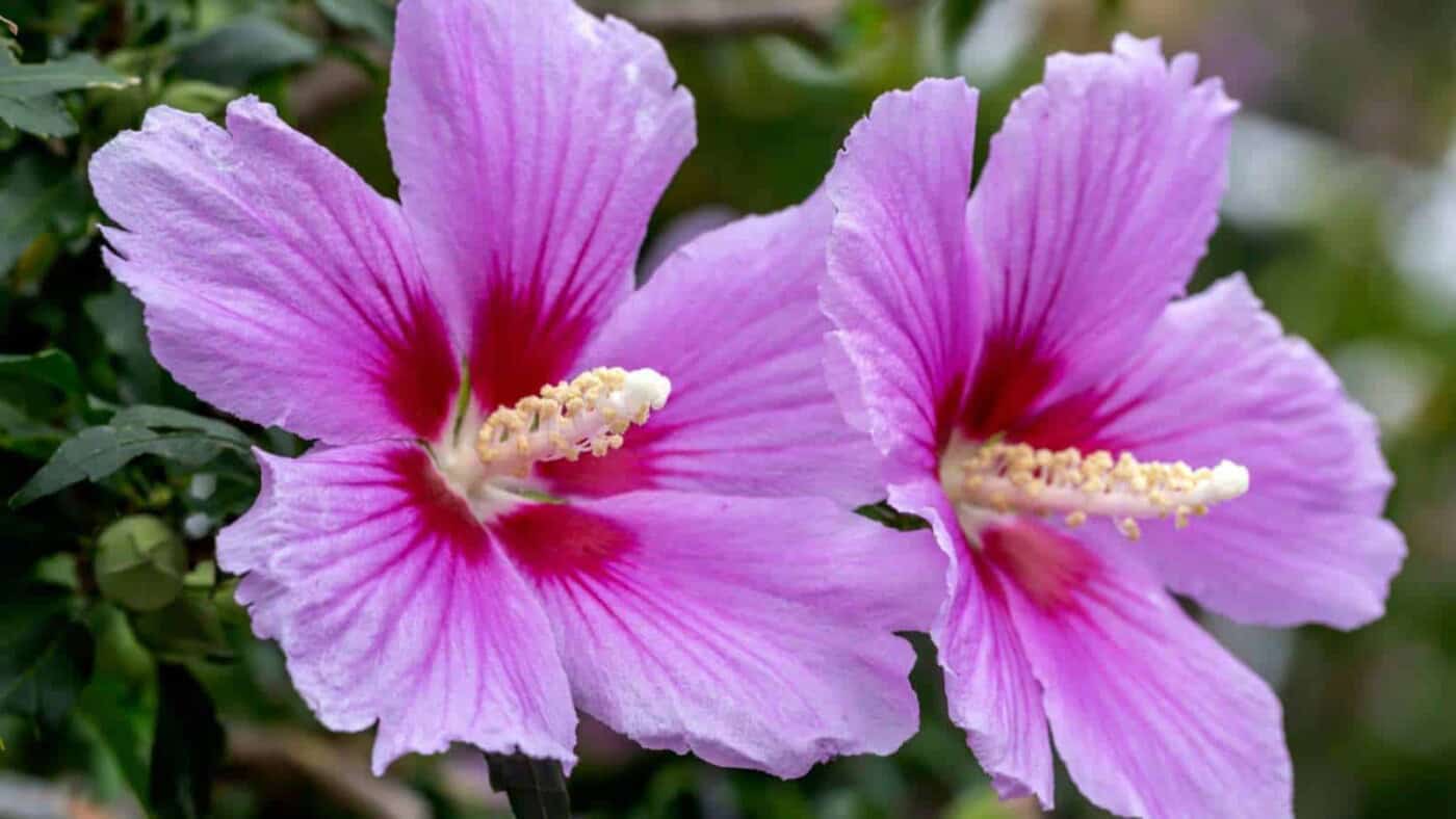 Rose of Sharon: Complete Plant Care and Growing Guide
