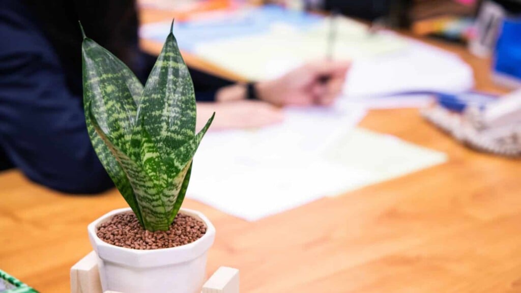 29 Best Desk Plants for Your Office (Low-Maintenance Plants)