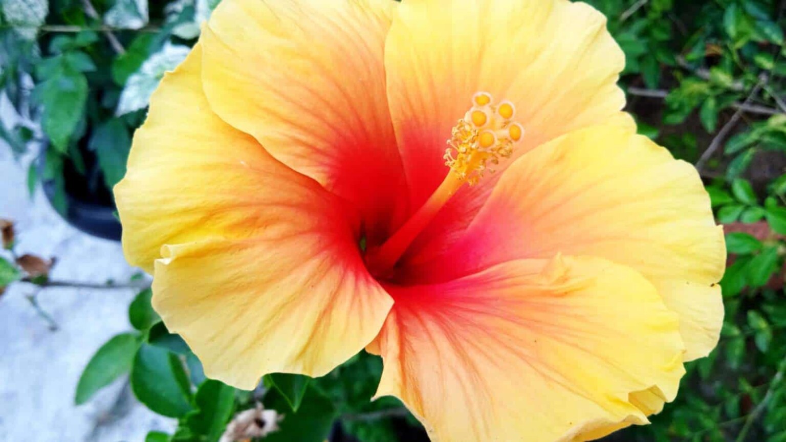 Hibiscus Guide: How to Plant, Grow, and Care for Hibiscus