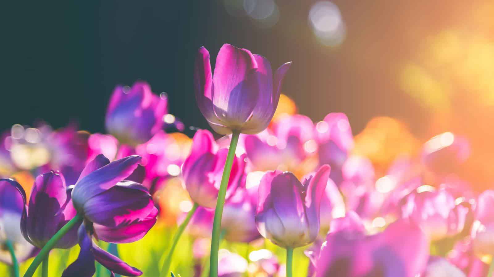 Colorful Canvases: Spring's Palette of Vibrant Flowers