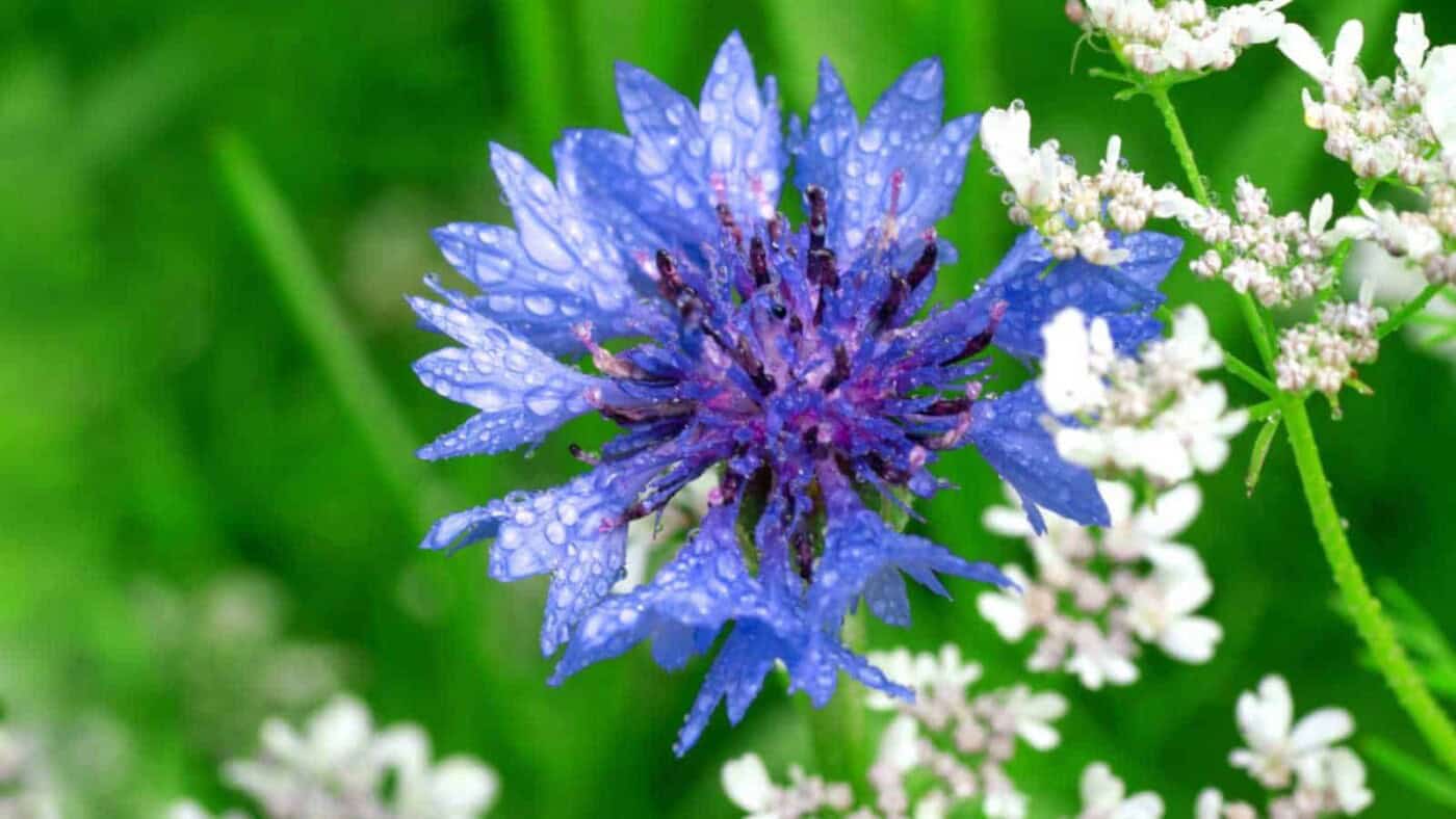 How to Grow and Care for Cornflower (Bachelor Buttons)