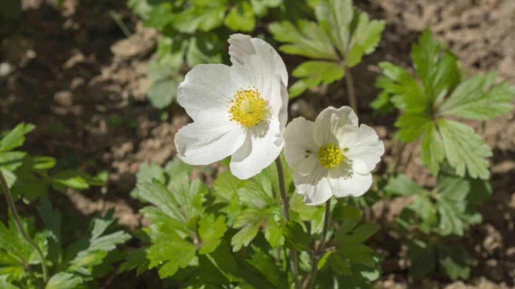 How to Plant, Grow, and Care for Anemone Flower (Windflower)