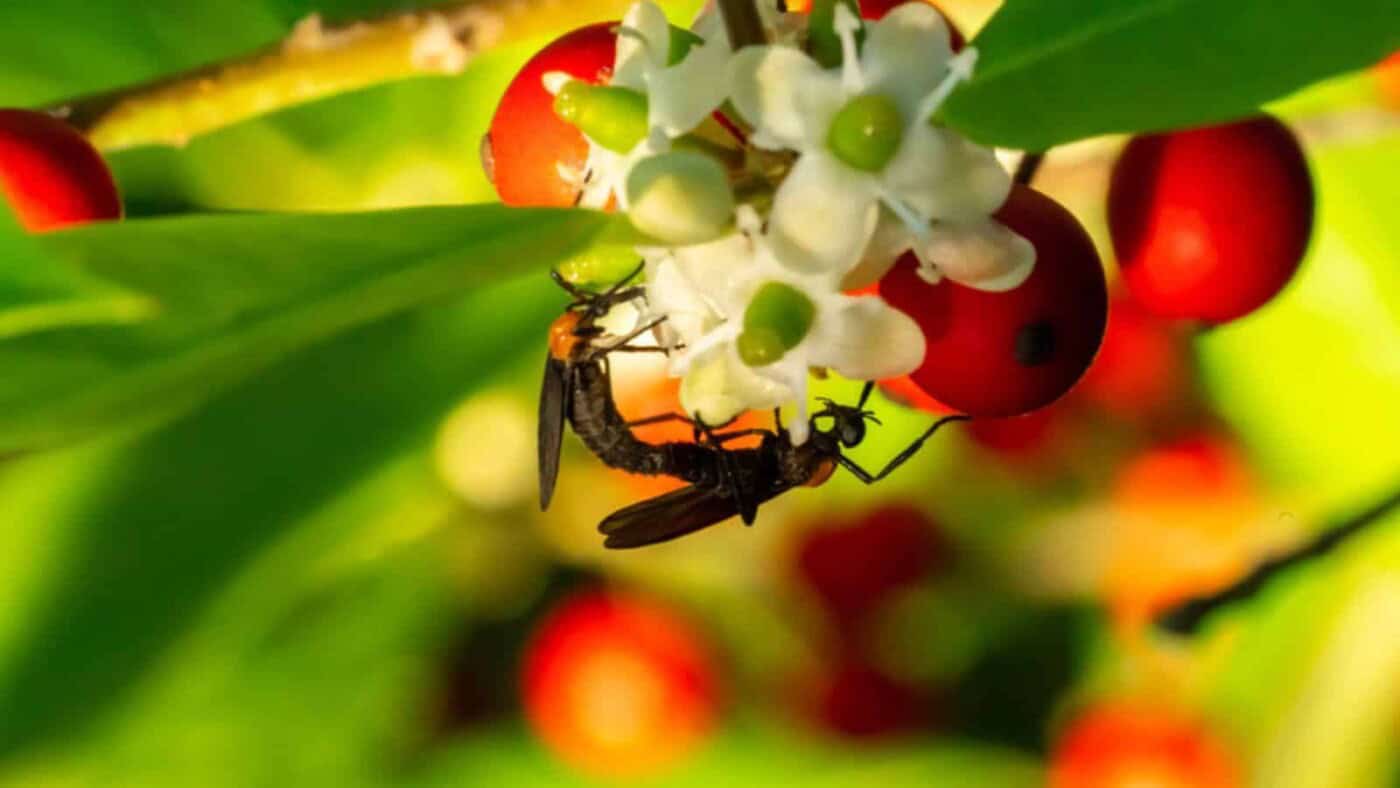 Love Bugs: What are They and How to Get Rid of Them?