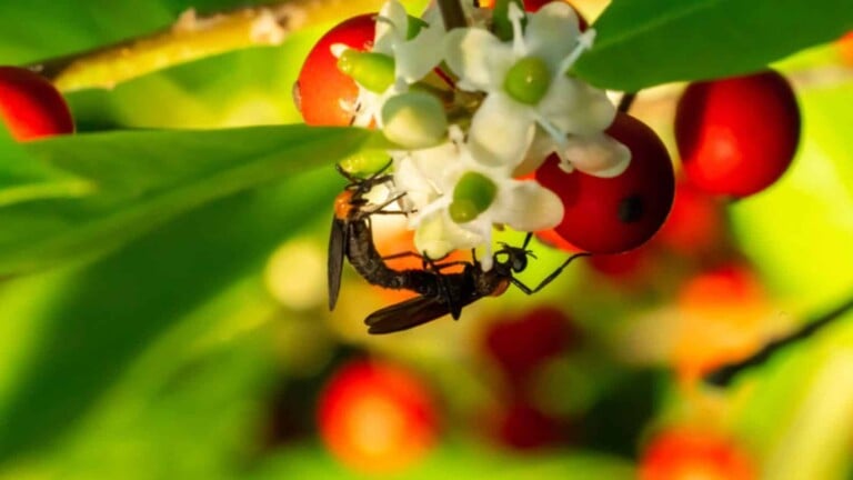 Love Bugs: What are They and How to Get Rid of Them?