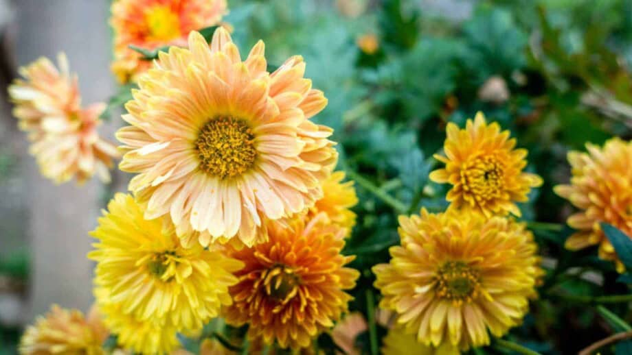 Chrysanthemum Guide: How to Plant, Grow, and Care for Mums