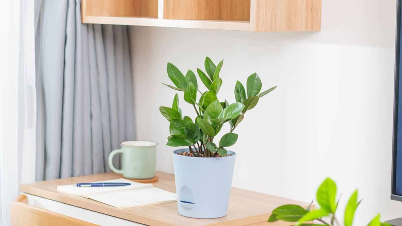 29 Best Desk Plants for Your Office (Low-Maintenance Plants)