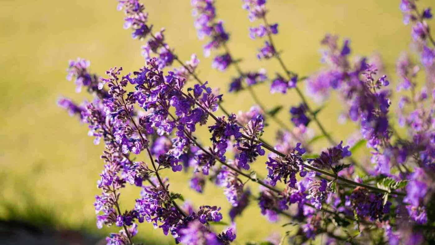 Catmint Guide: How to Plant, Grow, and Care for Nepeta