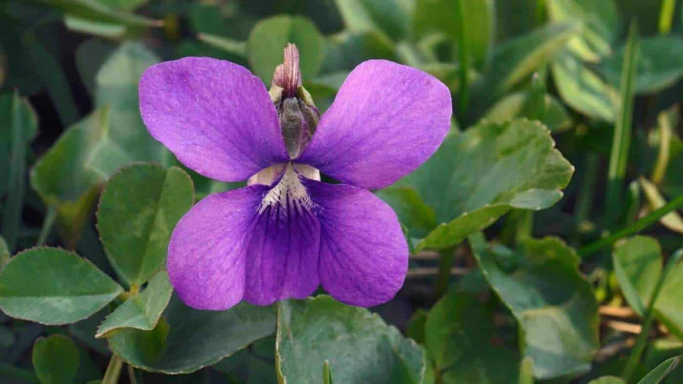 Violet Flower: How to Plant, Grow, and Care for Viola
